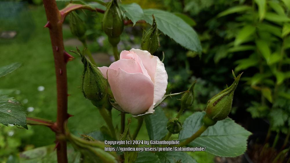 Photo of the closeup of buds, sepals and receptacles of Rose (Rosa 'Compassionate Friend ...