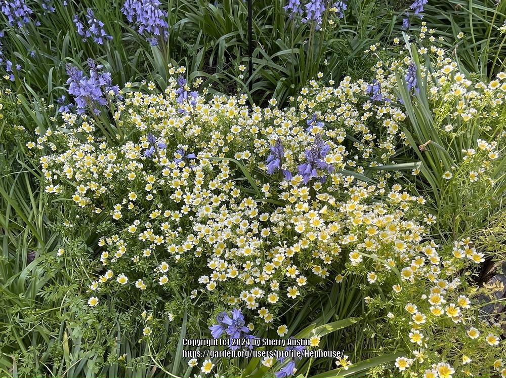 Photo of the bloom of Douglas Meadowfoam (Limnanthes douglasii) posted ...