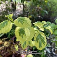 Photo of the leaves of Dove Tree (Davidia involucrata 'Lady Sunshine ...