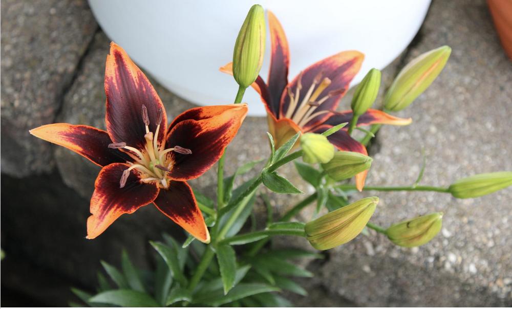 Photo of the entire plant of Lily (Lilium 'Forever Susan') posted by ...