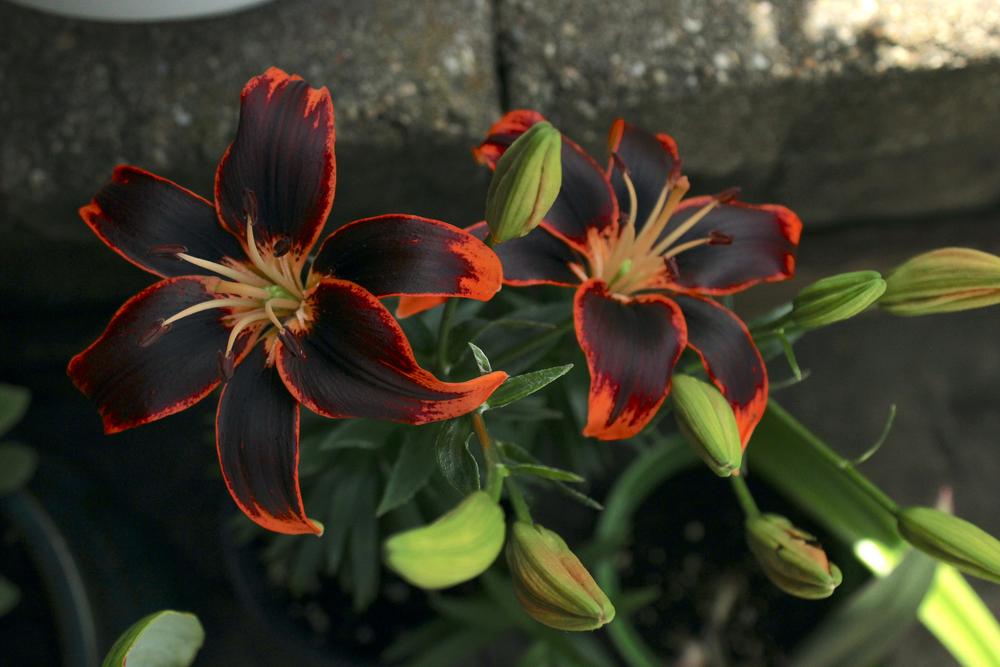 Photo of the bloom of Lily (Lilium 'Forever Susan') posted by ...