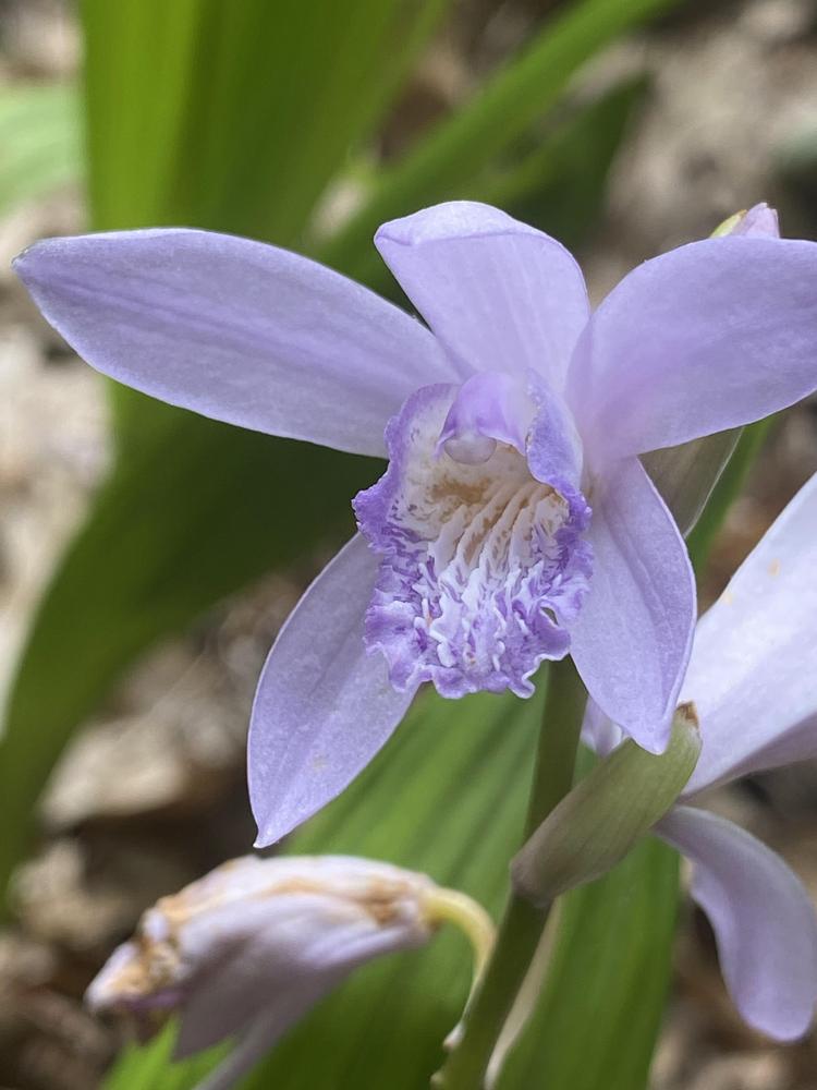 Photo of the bloom of Chinese Ground Orchid (Bletilla striata 'Murasaki ...