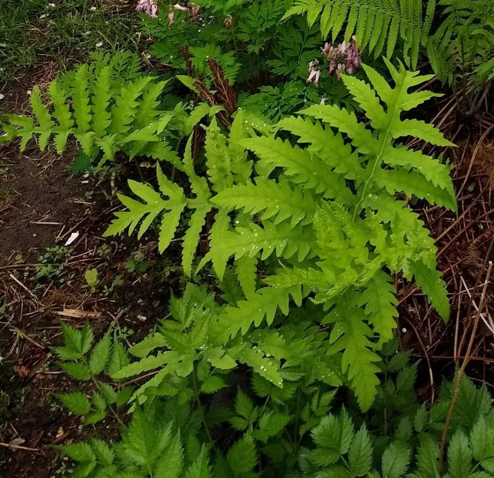 Photo of the entire plant of Sensitive Fern (Onoclea sensibilis) posted ...