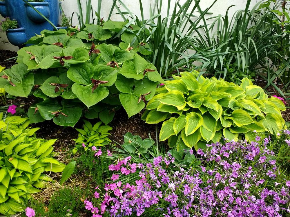 Hosta 'Pilgrim' in the Hostas Database - Garden.org