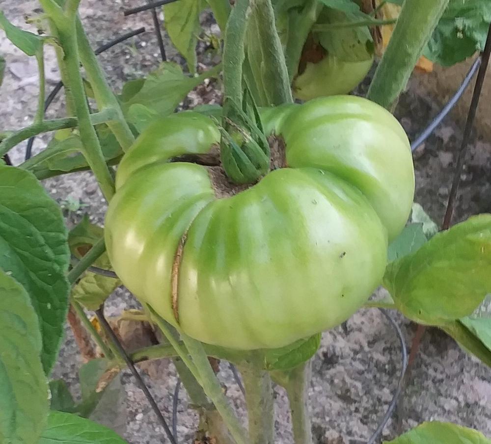 Photo of the fruit of Tomato (Solanum lycopersicum 'German Queen ...