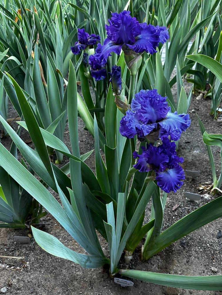 Photo of the entire plant of Tall Bearded Iris (Iris 'Like a Breeze ...