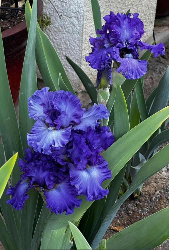 Photo of the bloom of Tall Bearded Iris (Iris 'Like a Breeze') posted ...