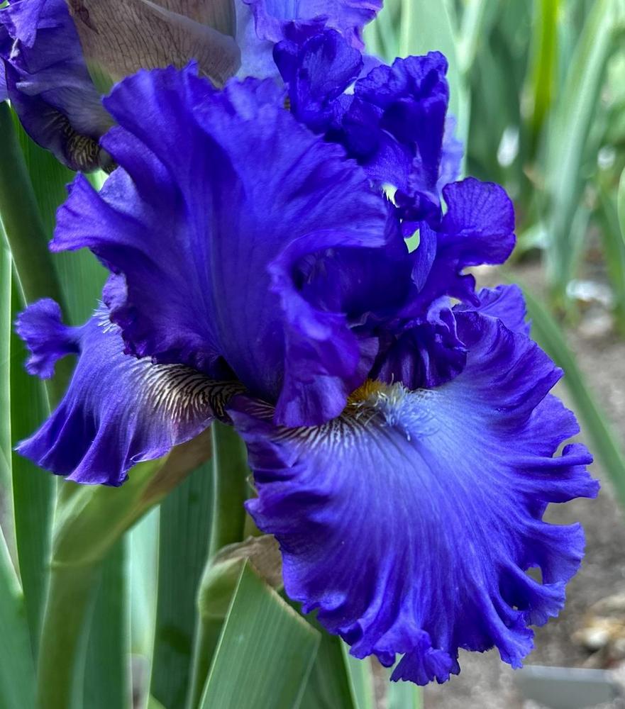 Photo of the bloom of Tall Bearded Iris (Iris 'Like a Breeze') posted ...
