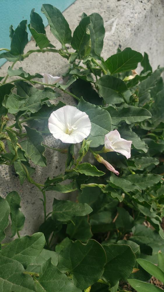 Weekend plants Part 2 in the Plant ID forum - Garden.org