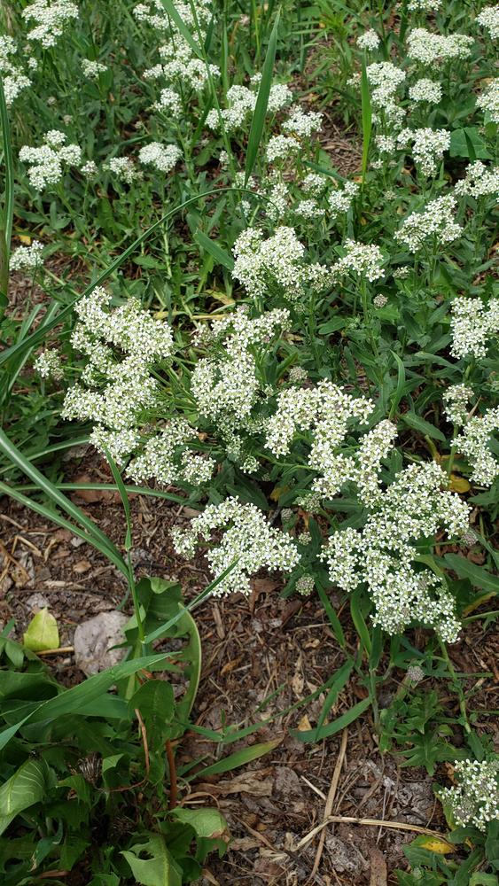 Weekend Plants in the Plant ID forum - Garden.org