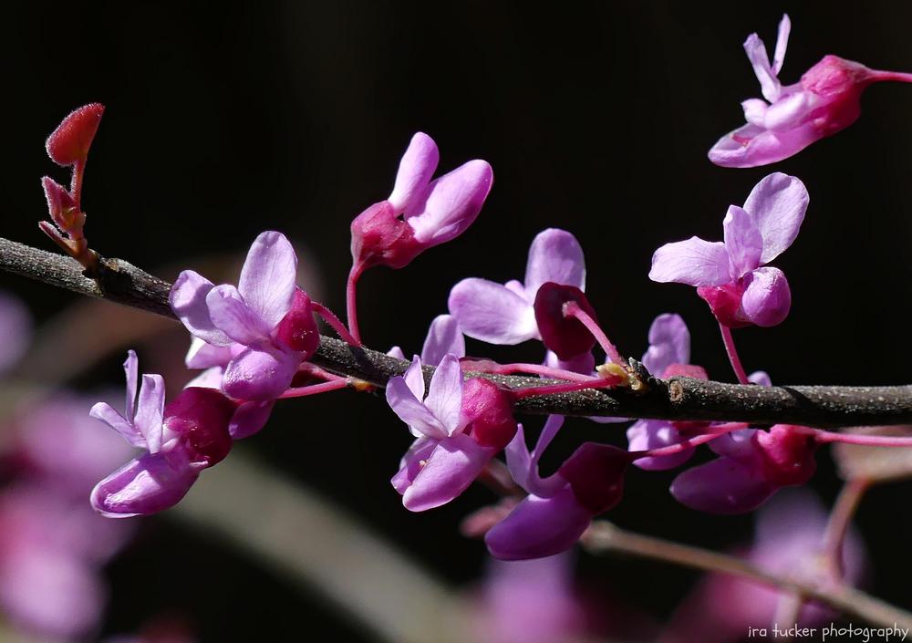 Mexican Redbud (Cercis canadensis var. mexicana 'Sanderson') - Garden.org