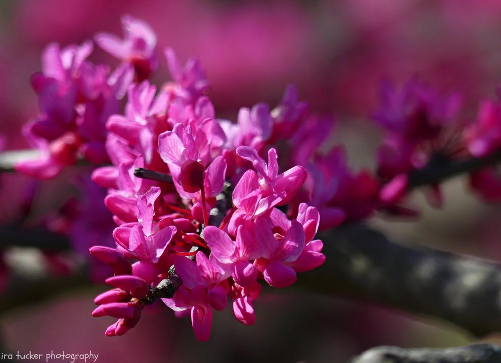 Photo of the bloom of Eastern Redbud (Cercis canadensis var. canadensis ...