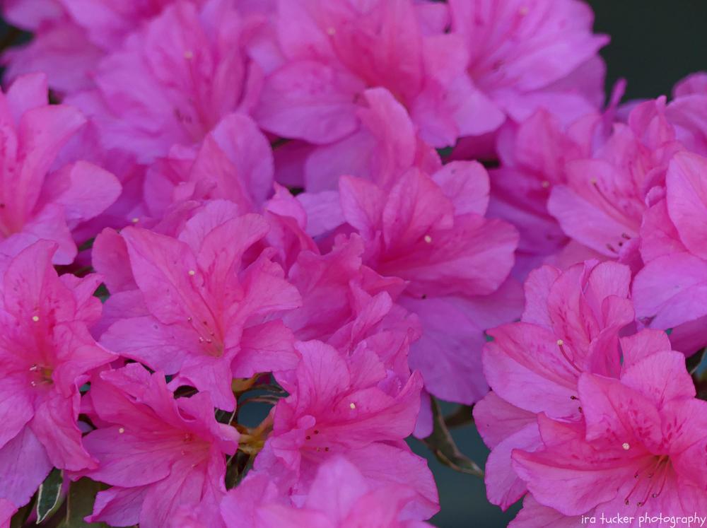 Hybrid Azalea (Rhododendron 'Southern Belle') in the Rhododendrons ...