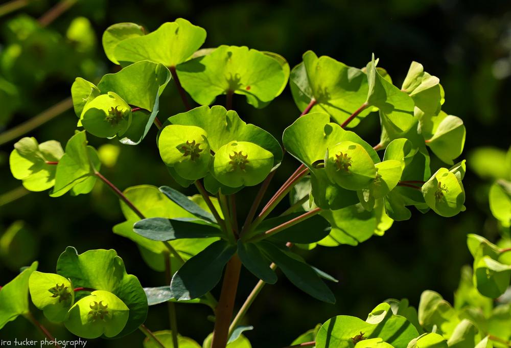 Spurge (Euphorbia 'Canyon Gold') in the Euphorbias Database - Garden.org