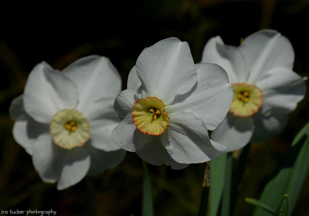 Photo of the bloom of Small-Cupped Daffodil (Narcissus 'Dreamlight ...