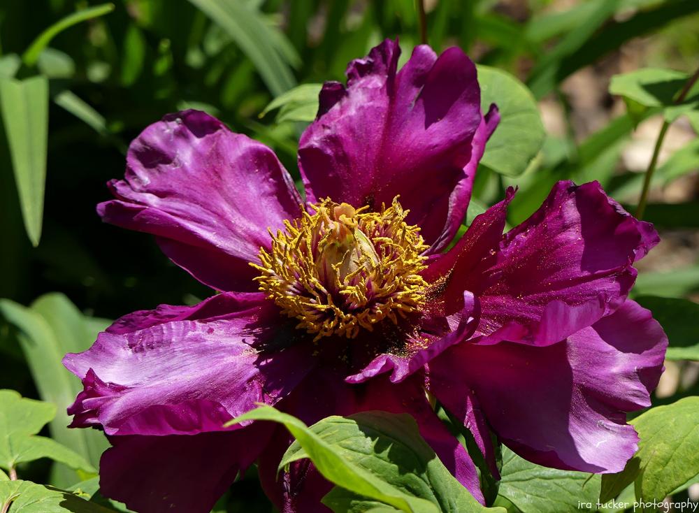 Photo of the bloom of Japanese Tree Peony (Paeonia x suffruticosa ...