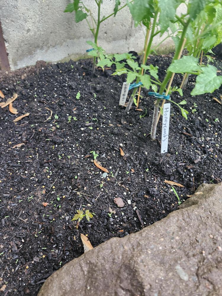 Tomato Plants Distance in the Ask a Question forum - Garden.org