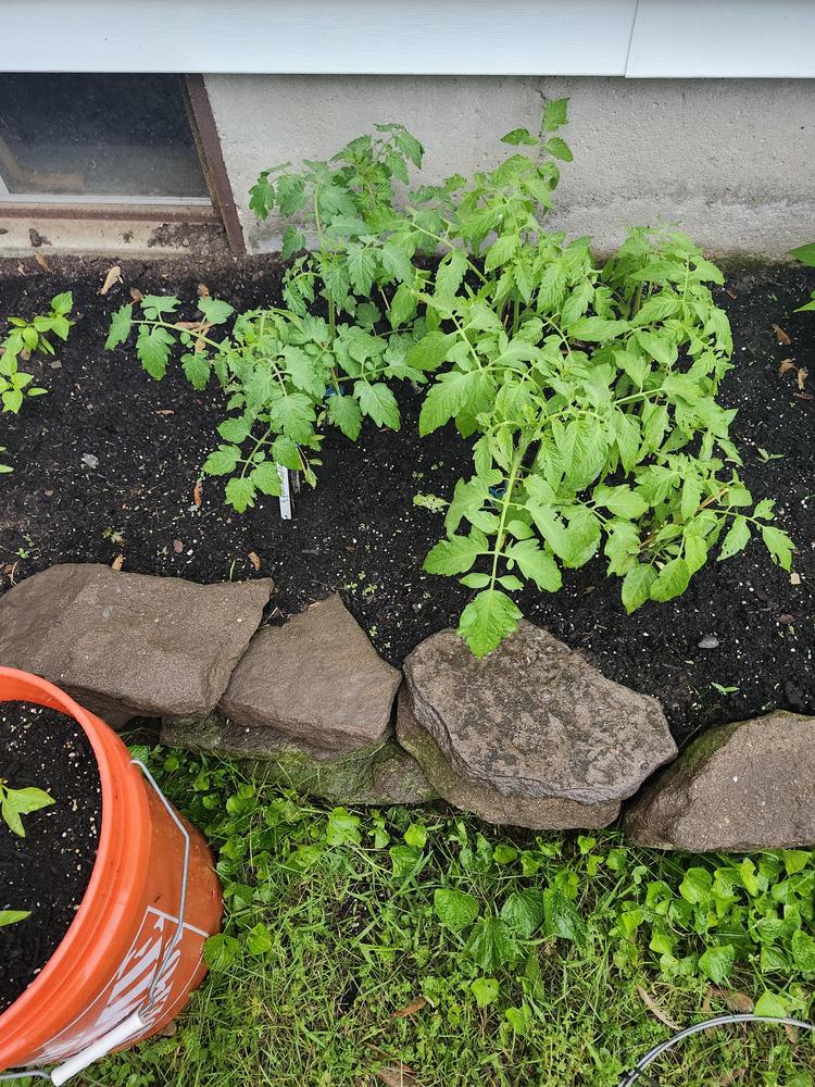 Tomato Plants Distance in the Ask a Question forum - Garden.org