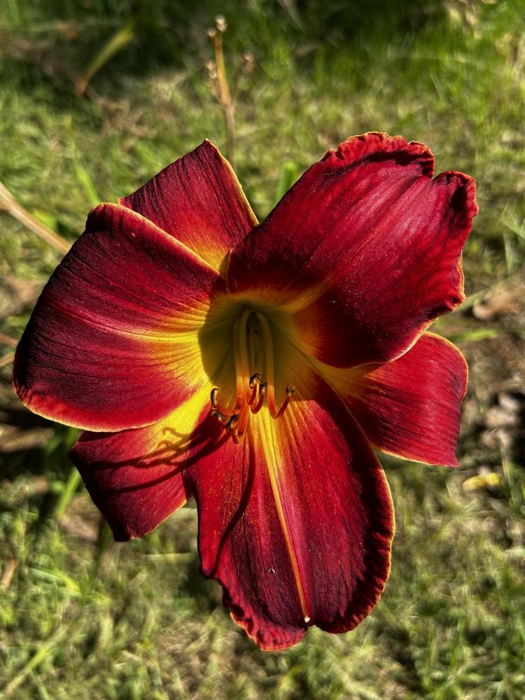 Photo of the bloom of Daylily (Hemerocallis 'Persian Ruby') posted by ...