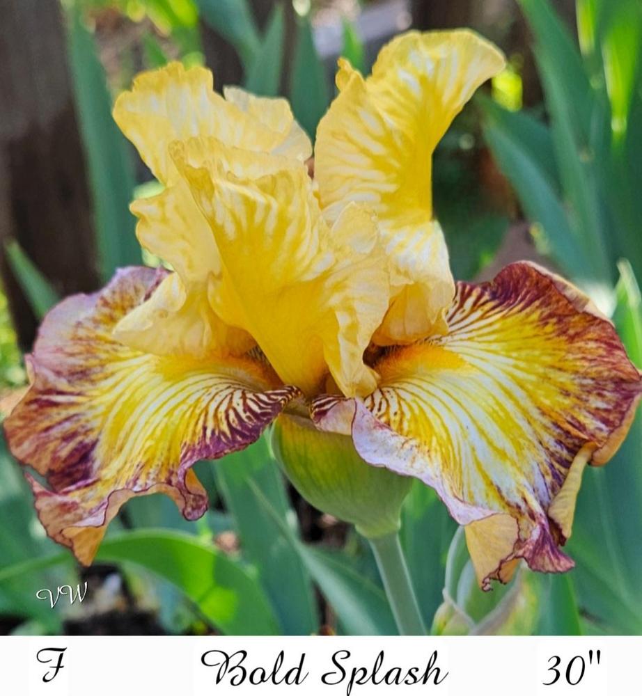 Tall Bearded Iris (Iris 'Bold Splash') in the Irises Database - Garden.org