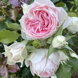 Photo of the bloom of Shrub Rose (Rosa 'Pompon Flower Circus') posted ...
