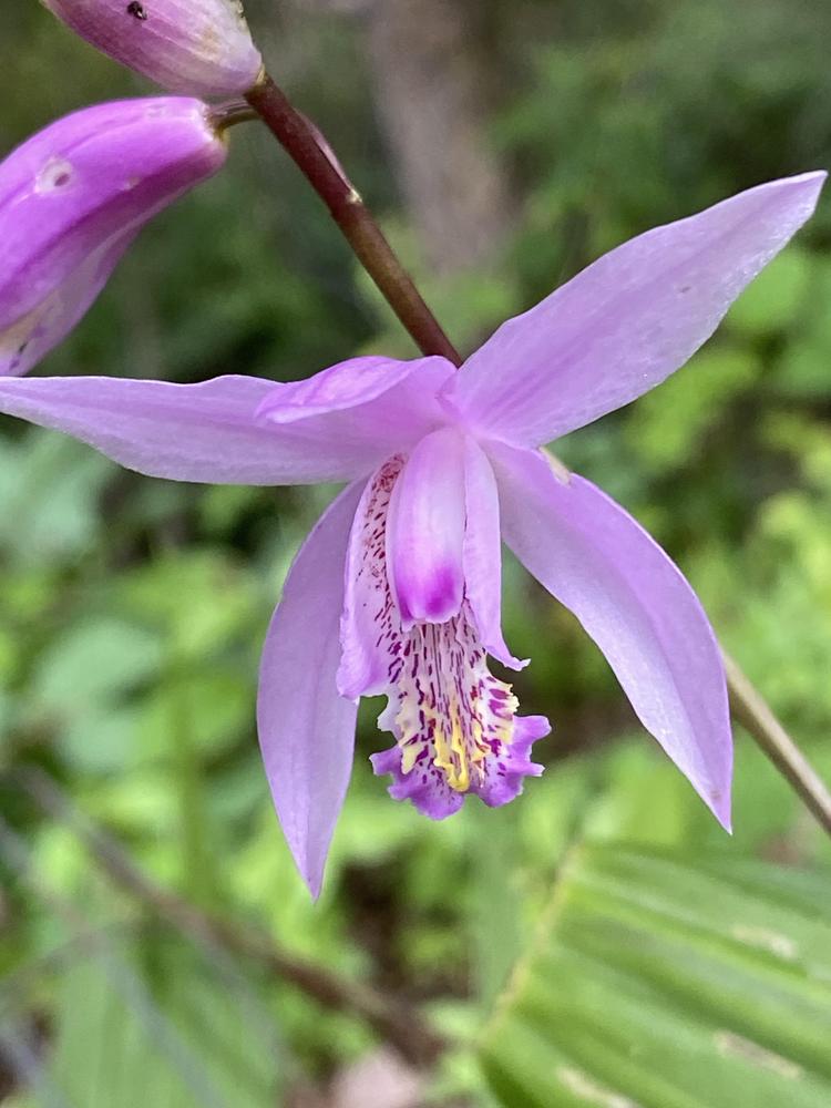 Hardy Ground Orchid (Bletilla Yokohama 'Kate') - Garden.org