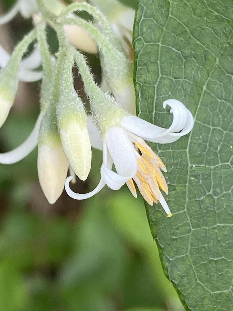 Photo of the bloom of Formosa Styrax (Styrax formosanus) posted by SL ...