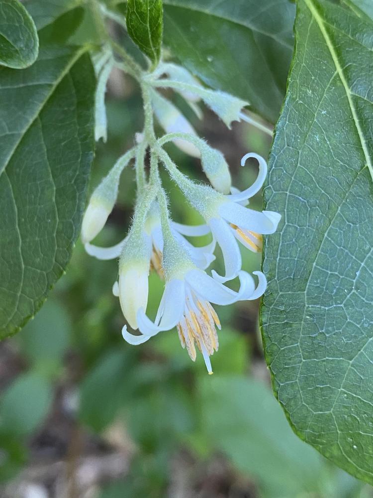 Photo of the bloom of Formosa Styrax (Styrax formosanus) posted by SL ...