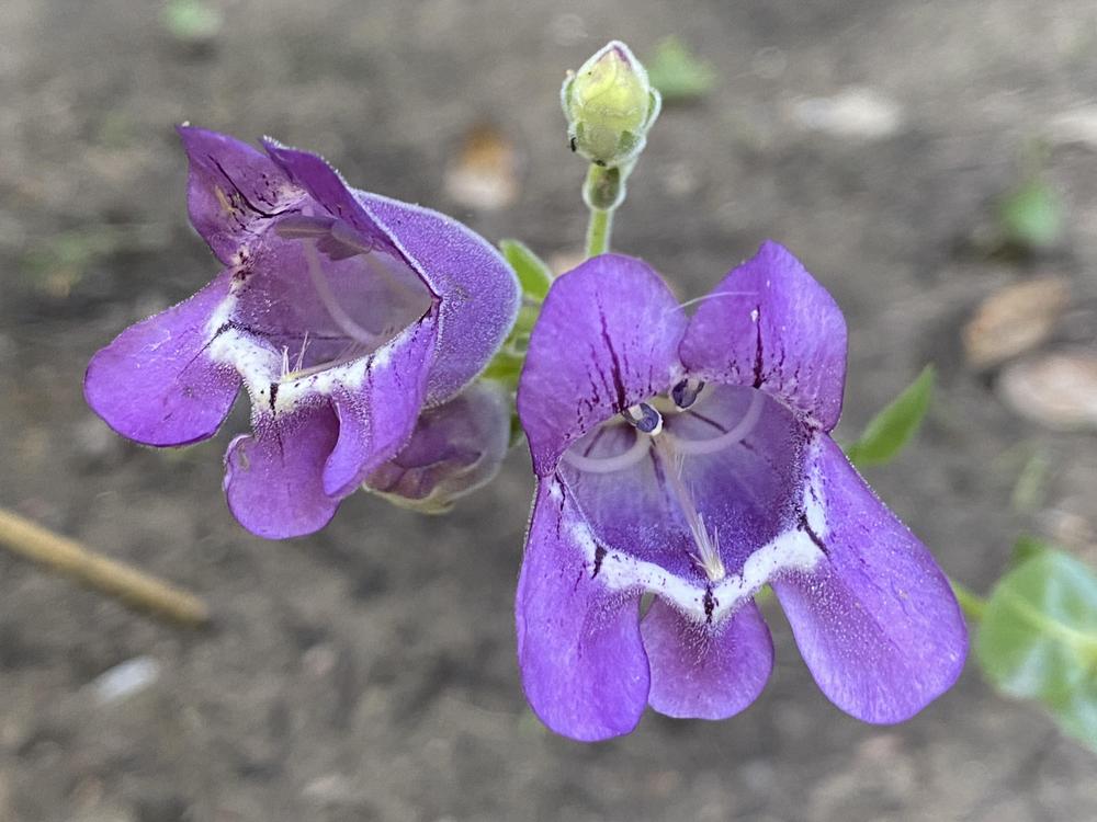Photo of the bloom of Cobaea penstemon (Penstemon cobaea) posted by SL ...