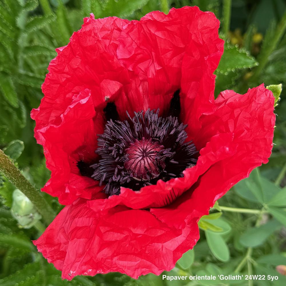 Photo of the bloom of Poppy (Papaver orientale 'Goliath Group') posted ...