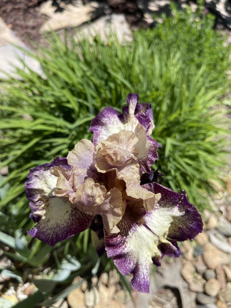 Photo of the bloom of Tall Bearded Iris (Iris 'Distant Roads') posted by libbygoga - Garden.org