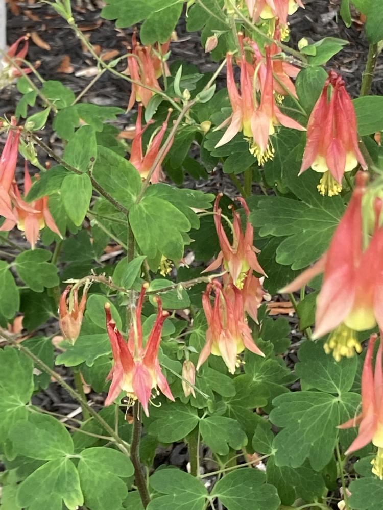 Photo of the bloom of Eastern Red Columbine (Aquilegia canadensis ...