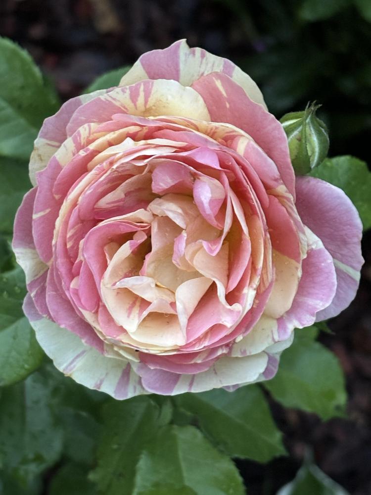 Rose (Rosa 'Pop Art') in the Roses Database - Garden.org