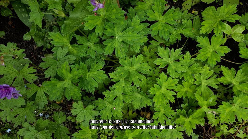 Photo of the leaves of Himalayan Geranium (Geranium himalayense 'Plenum ...