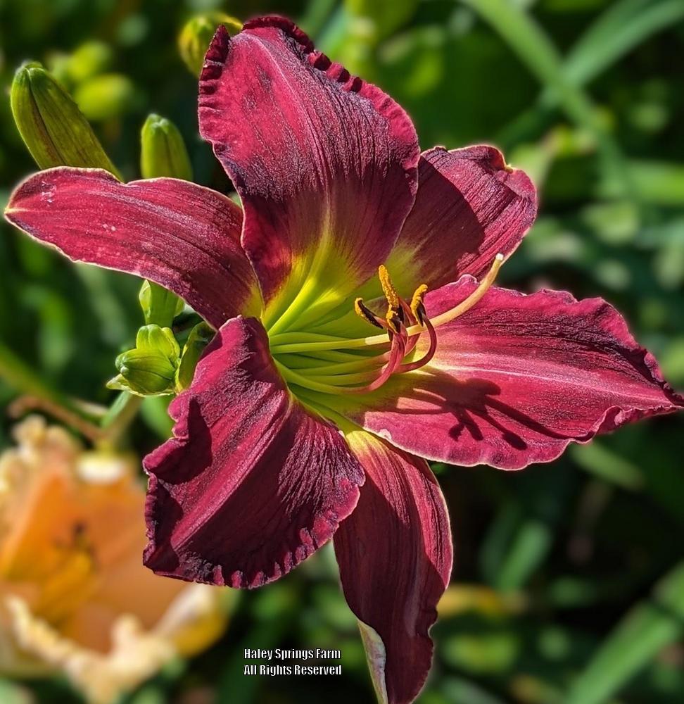 Photo of the bloom of Daylily (Hemerocallis 'Topguns Kaleidoscope') posted by Hembrain - Garden.org