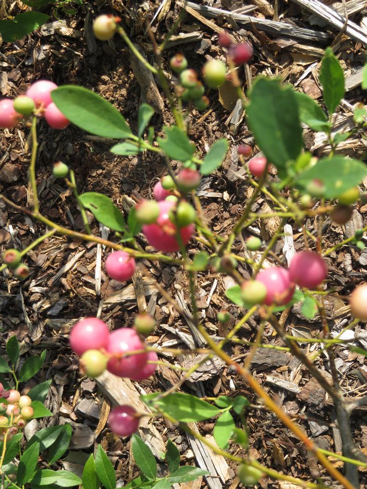 Photo of the fruit of Blueberry (Vaccinium 'Pink Lemonade') posted by ...