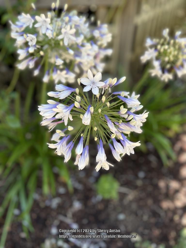 Photo of the bloom of Lily of the Nile (Agapanthus Indigo Frost™) posted by Henhouse - Garden.org