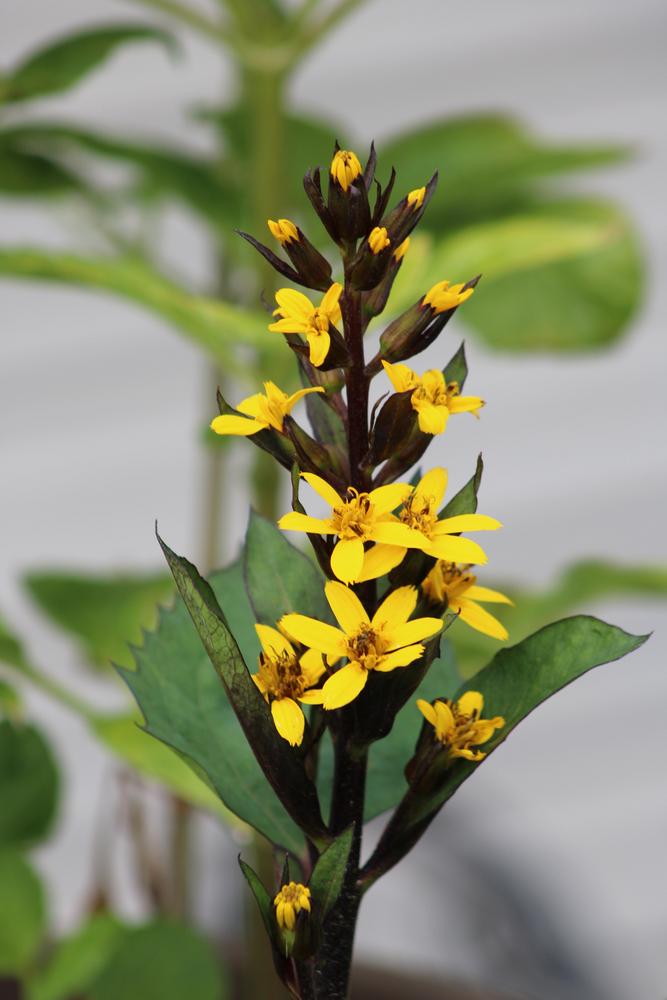 Photo of the bloom of Leopard Plant (Ligularia 'Bottle Rocket') posted ...