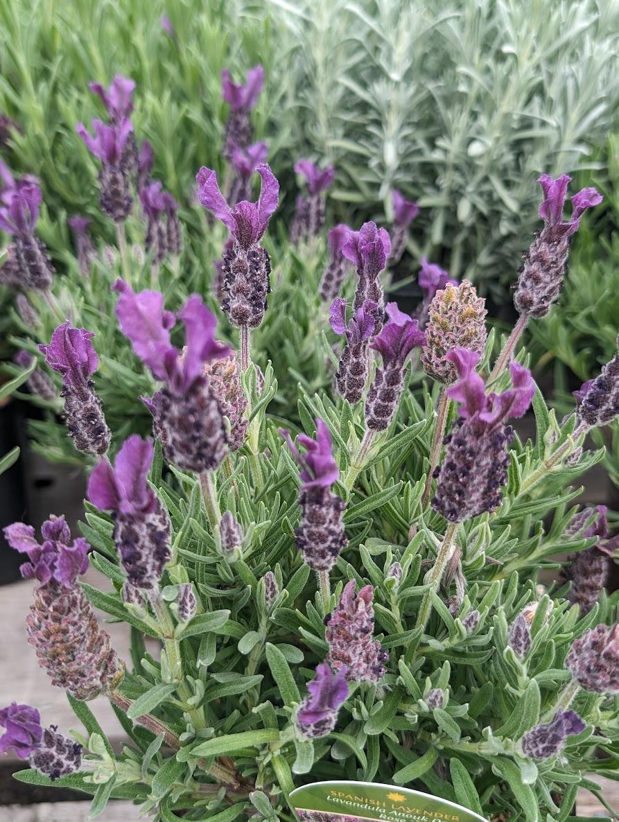 Photo of the entire plant of Spanish Lavender (Lavandula stoechas Anouk ...