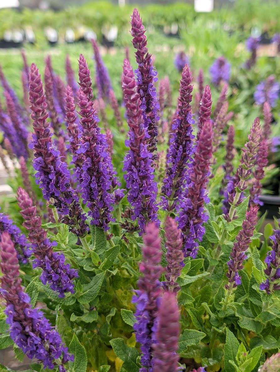 Meadow Sage (Salvia nemorosa Swifty™ Violet Blue) in the Salvias ...
