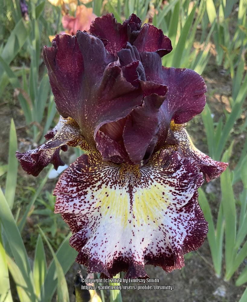 Photo of the bloom of Tall Bearded Iris (Iris 'Vista Point') posted by ...