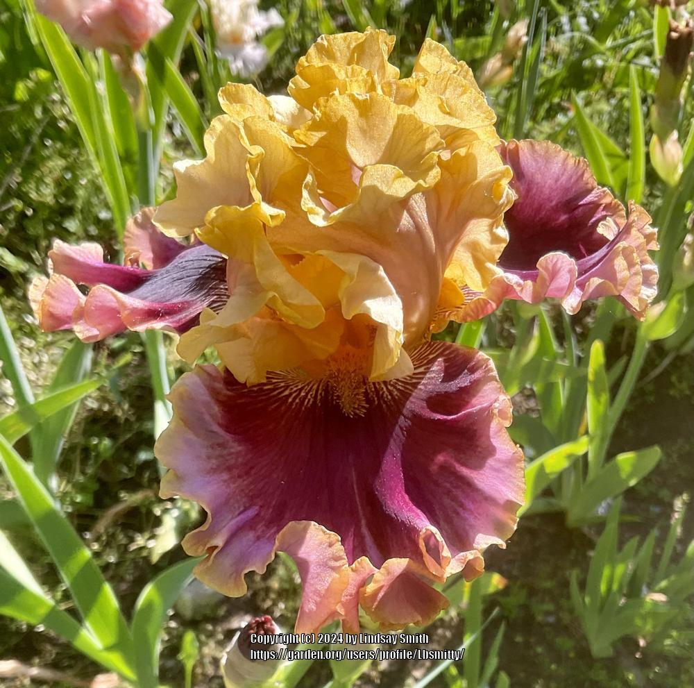 Photo of the bloom of Tall Bearded Iris (Iris 'Vivid Sunset') posted by ...