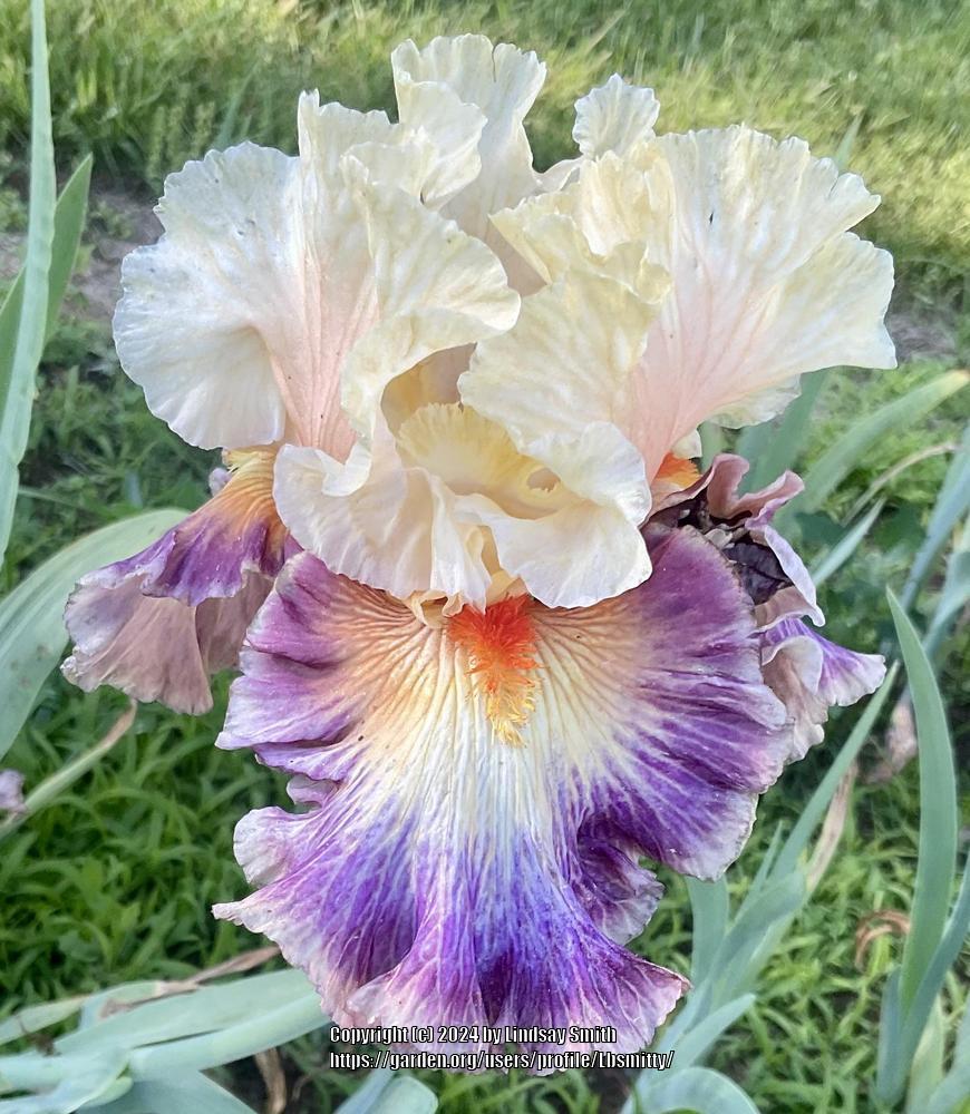 Photo of the bloom of Tall Bearded Iris (Iris 'Color Wheel') posted by ...