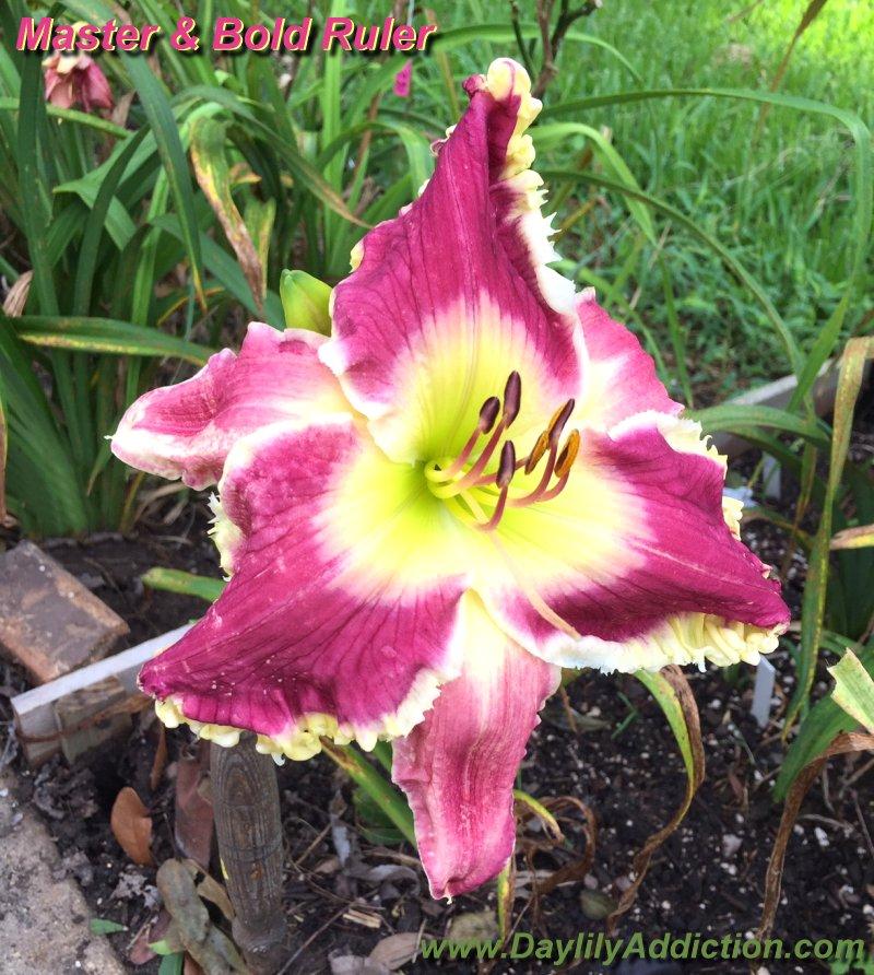 Photo of the bloom of Daylily (Hemerocallis 'Master and Bold Ruler ...