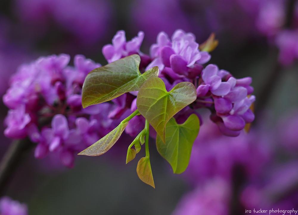 Photo of the leaves of Texas Redbud (Cercis canadensis var. texensis ...