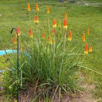 Photo of the entire plant of Red Hot Poker (Kniphofia uvaria 'Flamenco ...