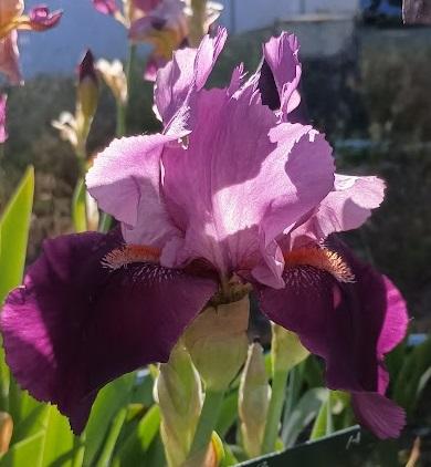 Tall Bearded Iris (Iris 'Camelot Rose') in the Irises Database - Garden.org