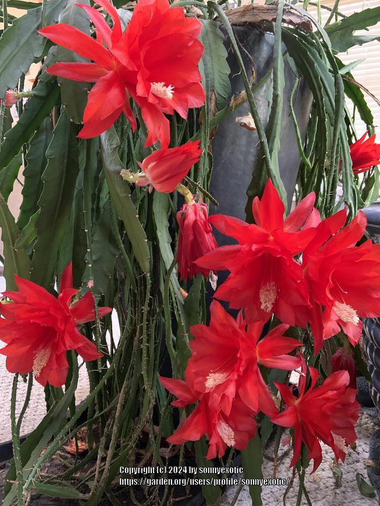 Photo of the entire plant of Orchid Cactus (Disocactus ackermannii ...