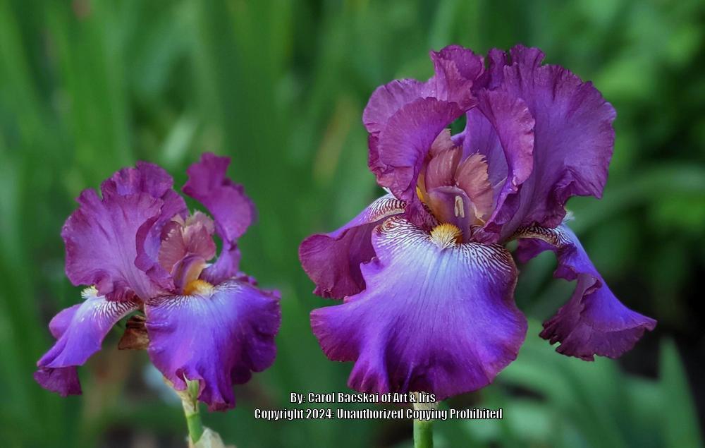 Photo of the bloom of Tall Bearded Iris (Iris 'Afternoon in Rio ...