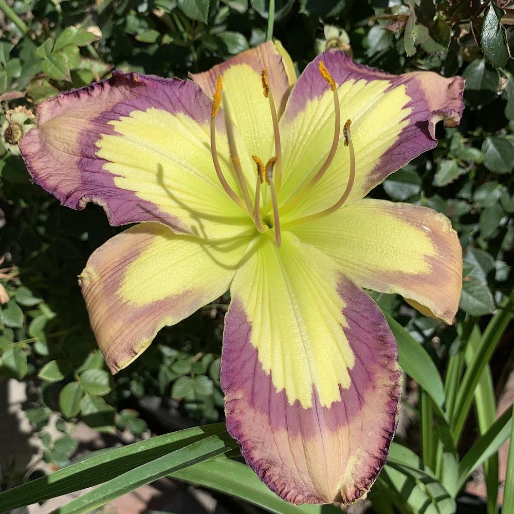 Daylily (Hemerocallis 'Crazy Feathers') in the Daylilies Database - Garden.org